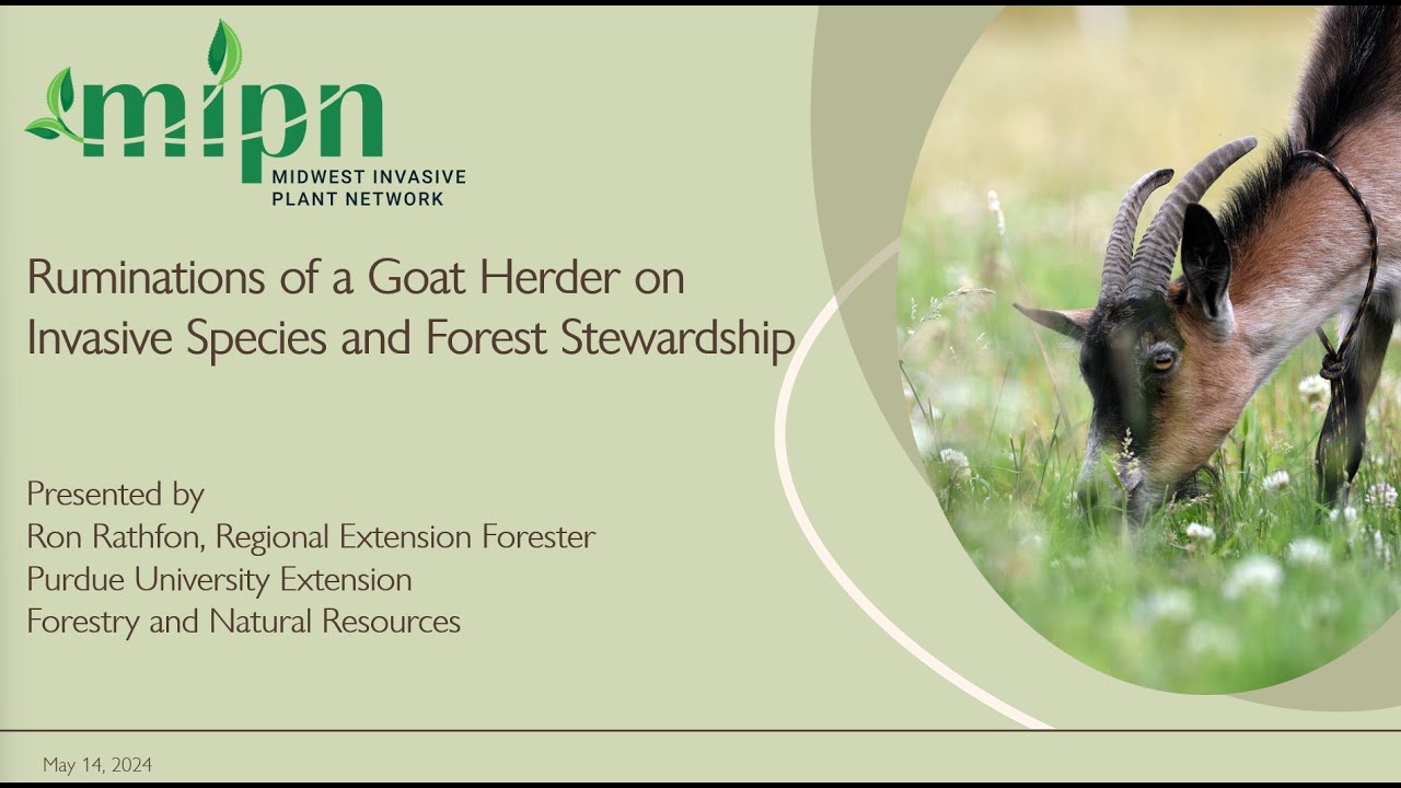 Ruminations of a Goat Herder on Invasive Species and Forest Stewardship ...