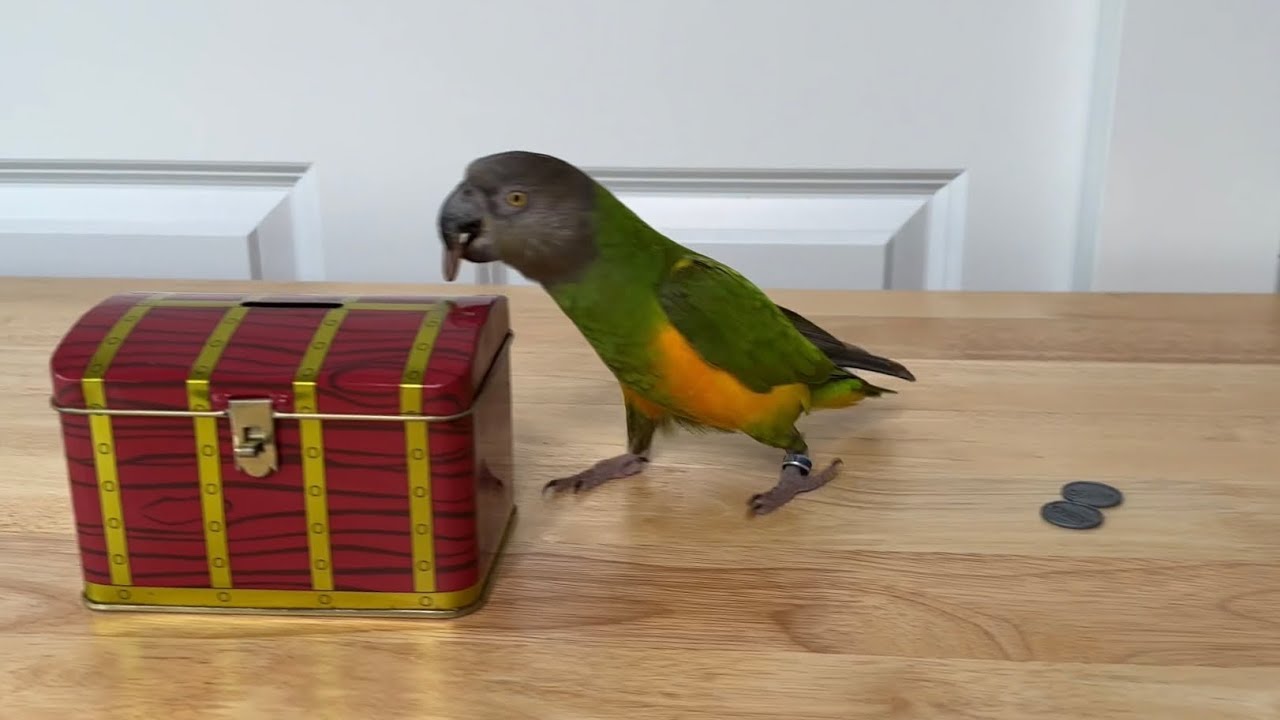Parrot Puts Coins into a Treasure Chest #smart #bird - YouTube