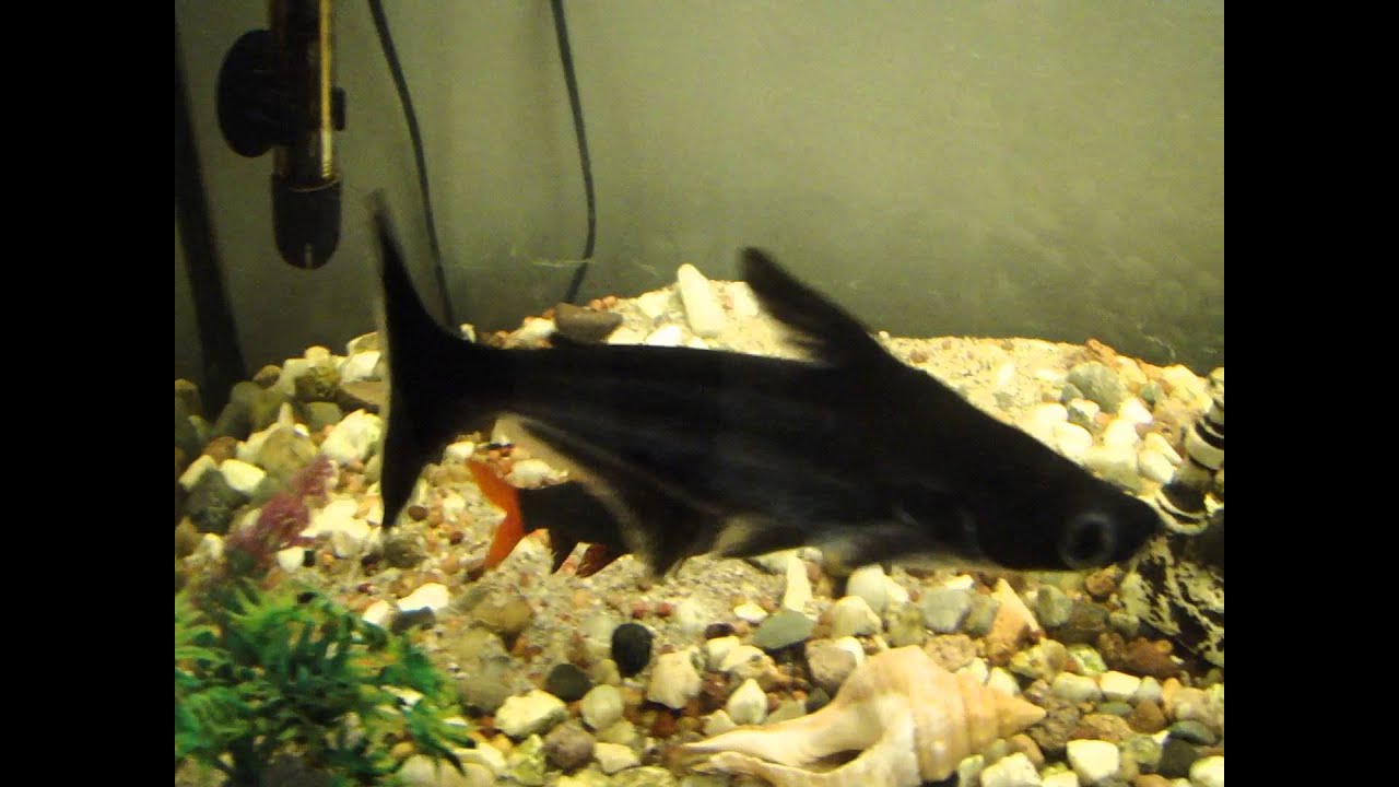 Sum rekini, labeo, glonojad - YouTube