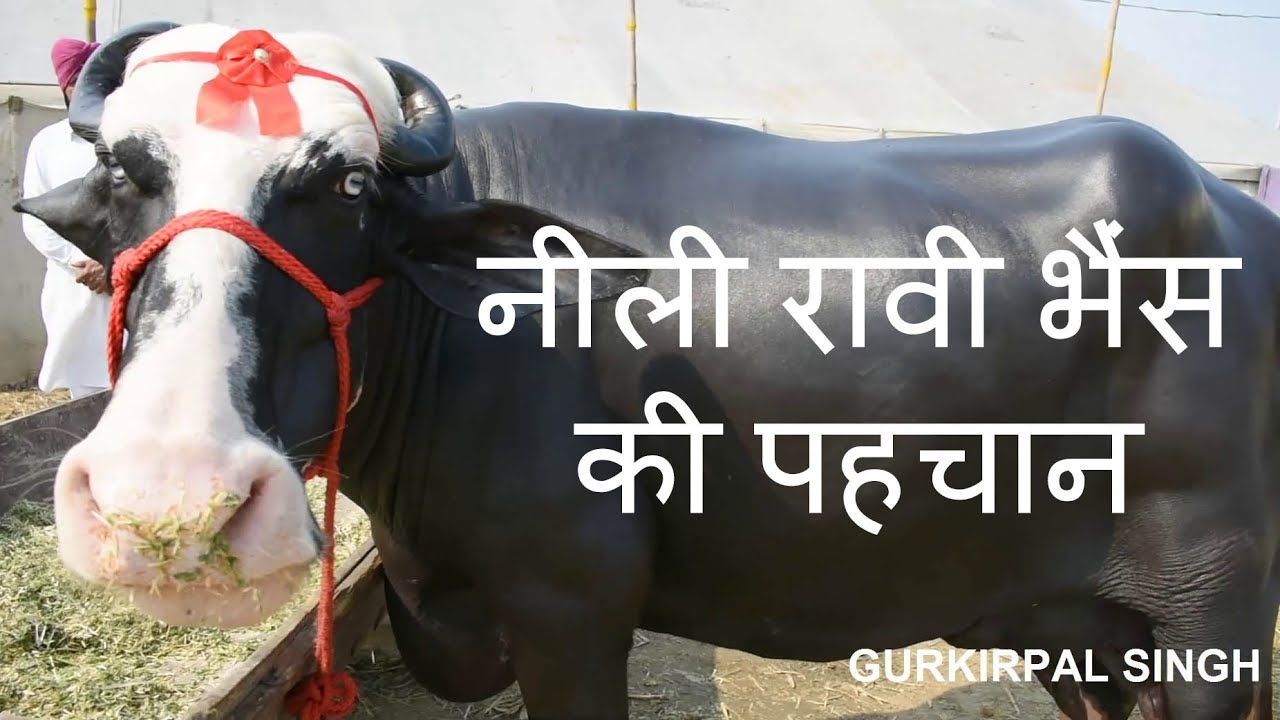 How To Select Nili Ravi Buffalo I Dairy Farm I Murrah Haryana I Buffalo