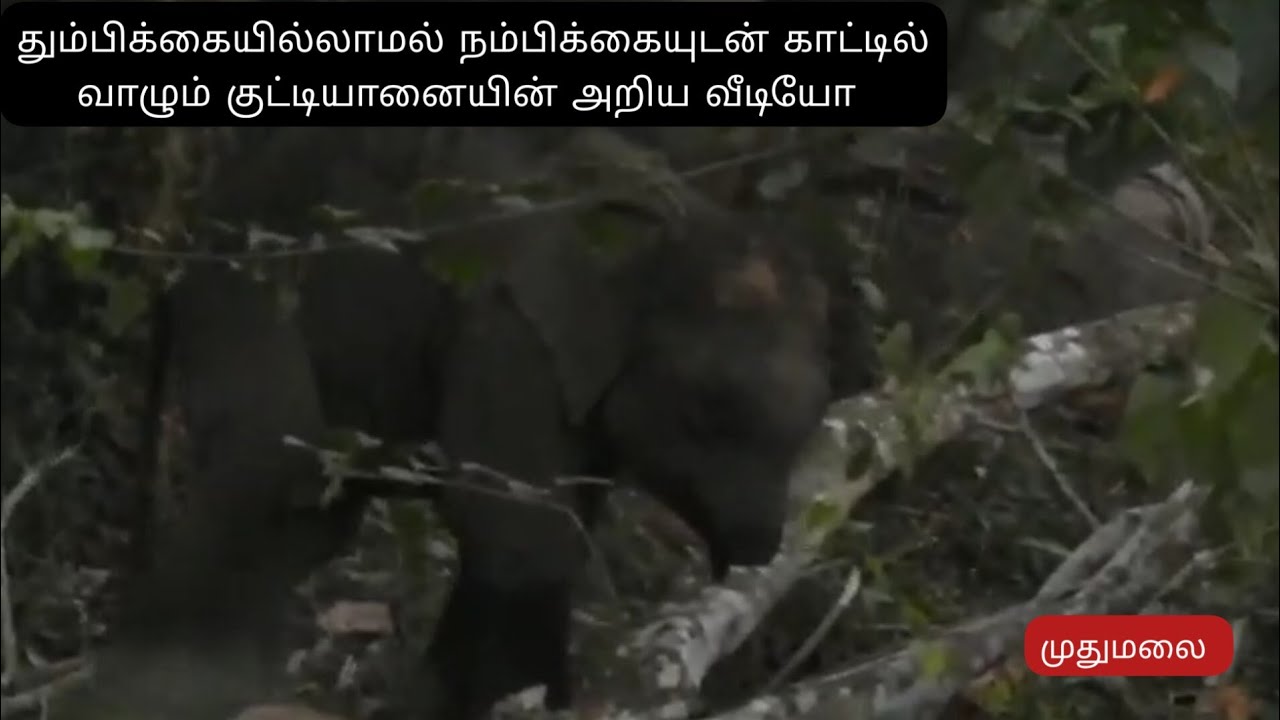 Baby elephant without a trunk @LatestNews500 - YouTube