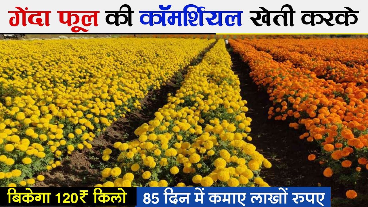 Genda ki kheti | Marigold farming | गेंदे की खेती कैसे करें | gende ...