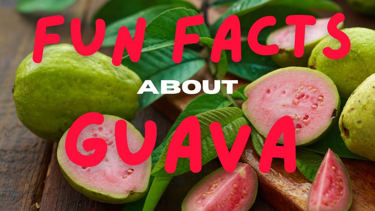 Fun Facts About Guava! - YouTube