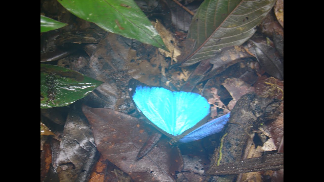 Morphos flying in slow motion - YouTube