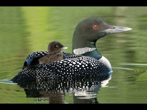 Loons, Lake Huron. Calling with whistle - YouTube