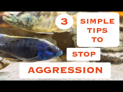 3 SIMPLE TIPS TO STOP AGGRESSION IN CICHLID AQUARIUM - YouTube