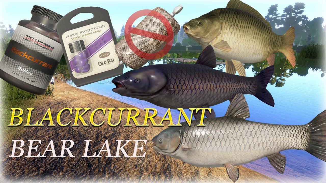 Russian Fishing 4 RF4 Bear Lake CARP FISHING ON BLACKCURRANT/ NO PVA ...