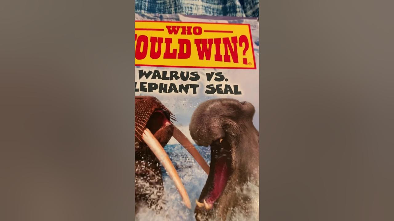 New who would win walrus vs elephant seal - YouTube