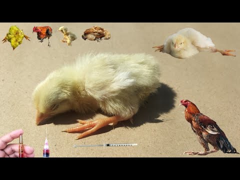 Lameness Disorders in Poultry | Causes, Prevention and Treatment of ...
