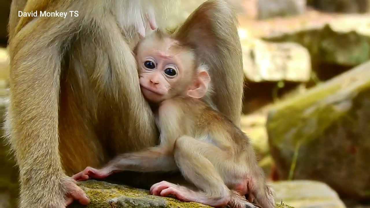 Super angry! Big monkey fighting little monkey crying so loudly ...