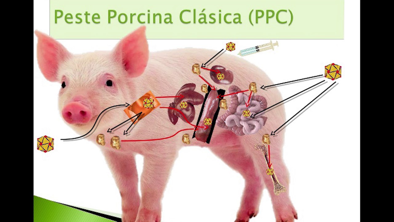 Peste porcina clásica. - YouTube