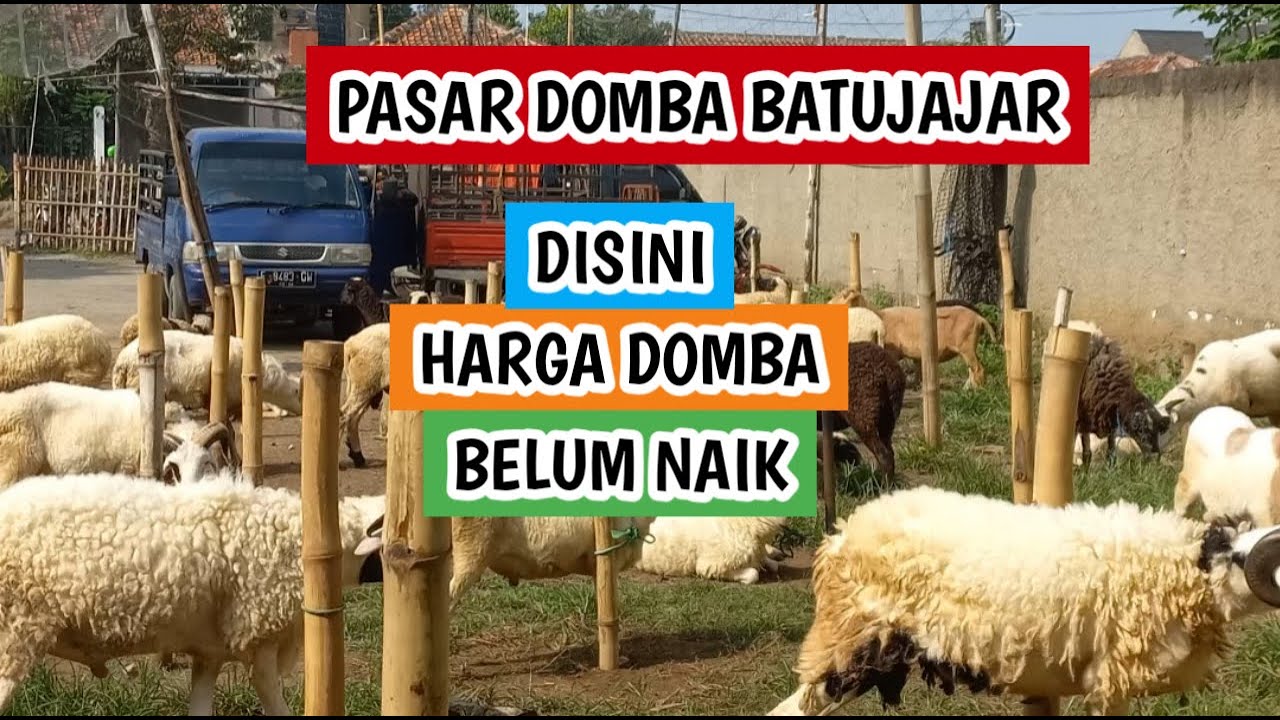 Pasar domba Batujajar Bahan qurban domba garut dan domba Priangan ...