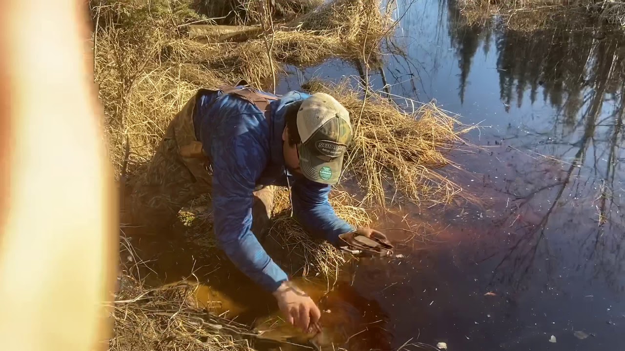 Beaver Trapping Spring 2020 - YouTube