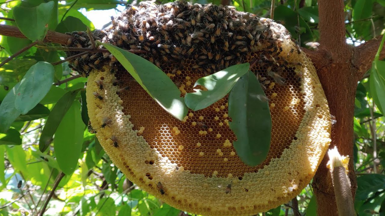Nature's Architect: A Wild Honeycomb in the Forest - YouTube