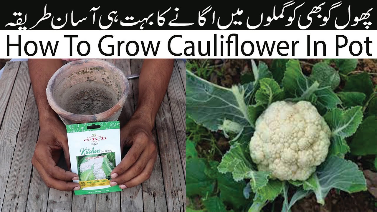 How To Grow Cauliflower / Phool Gobi In Pot At Home | Growing ...