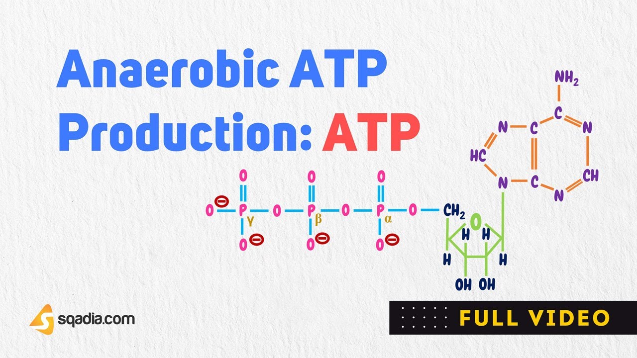 Anaerobic ATP Production | Adenosine Triphosphate ATP Biosynthesis ...