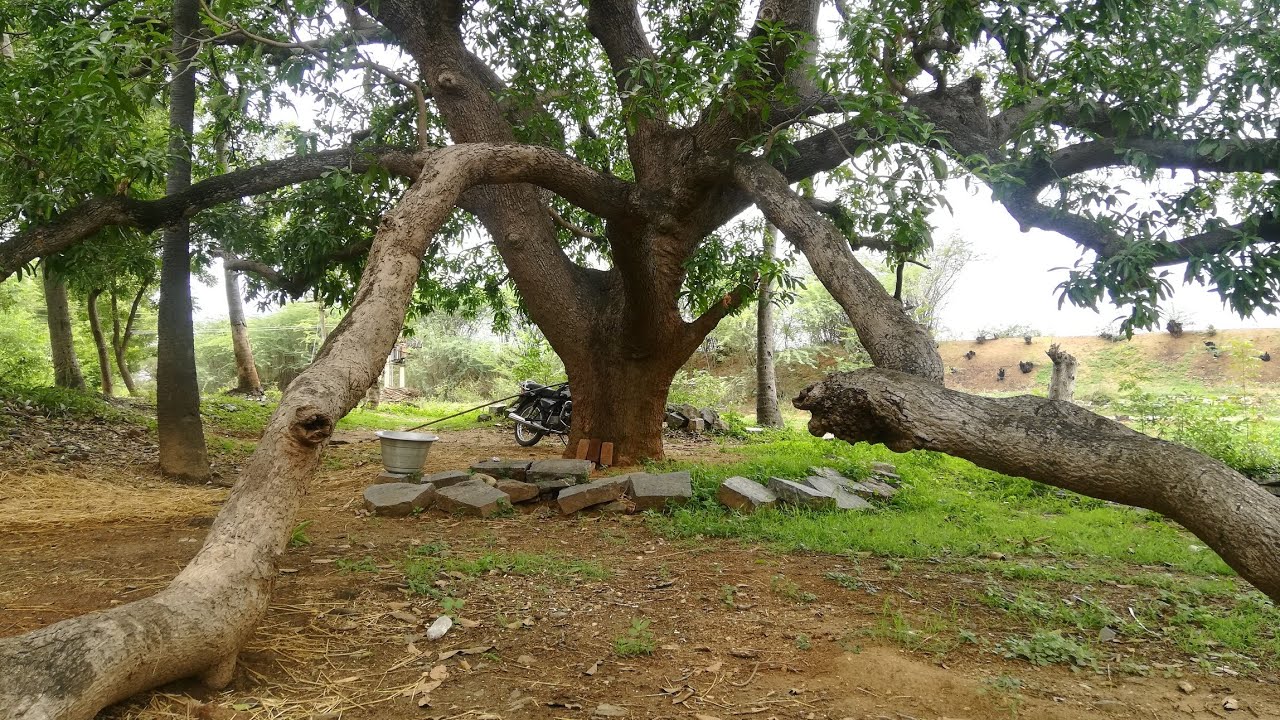 Mango tree | 50 years old mango tree | no copyright free video | Nature ...