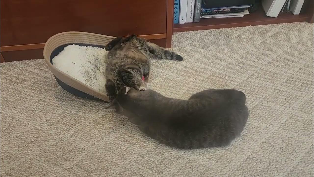 Missy and Smokey with catnip - YouTube