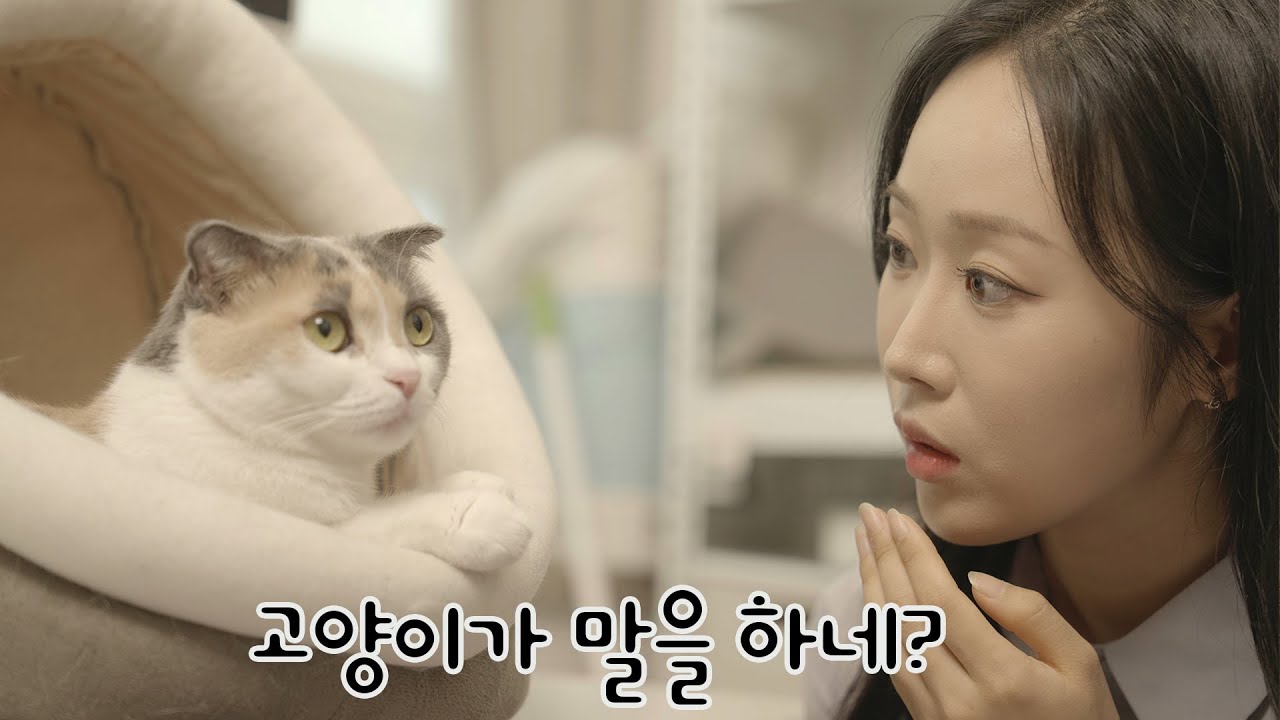 이 고양이는 말을 합니다 고양이산책 Youtube