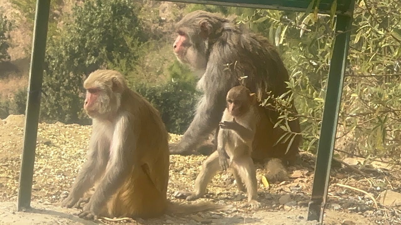 Pahadi Monkeys Are Gathering To Enjoying Dal-Chawal | Uttarakhand ...