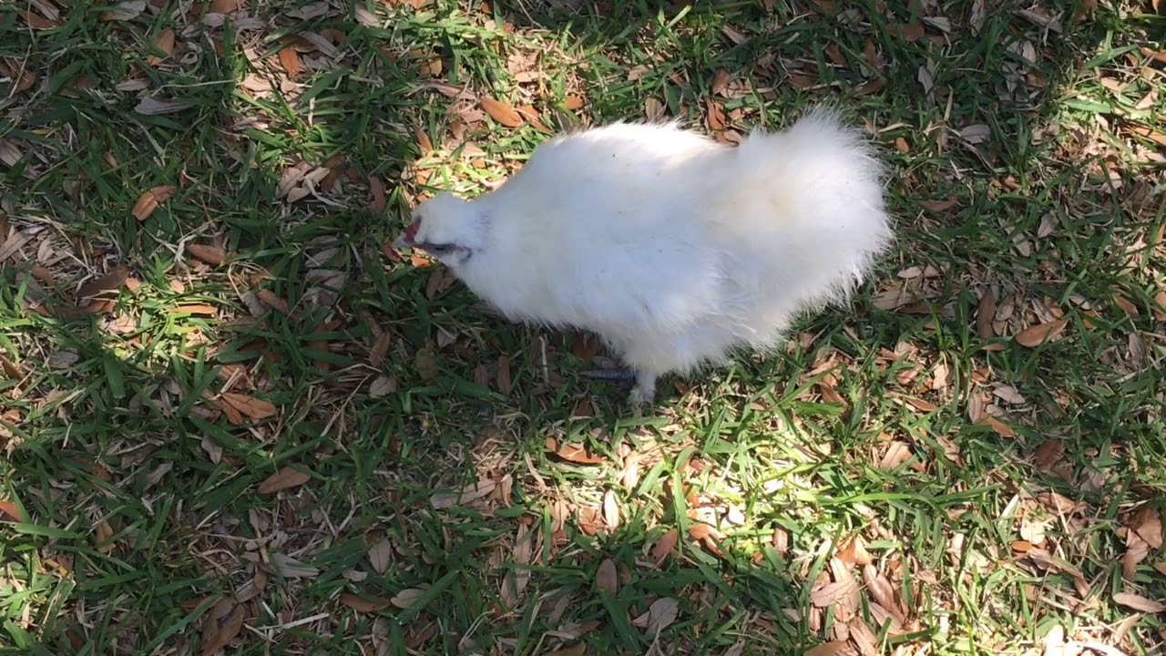 A chicken at a petting zoo - YouTube