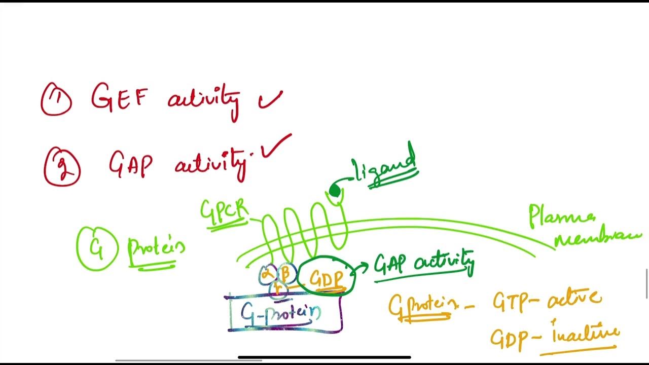 GAP and GEF activity explained. - YouTube
