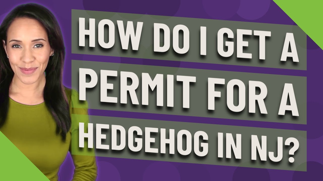 How Do I Get A Permit For A Hedgehog In NJ YouTube how-do-i-get-a-permit-for-a-hedgehog-in-nj-youtube