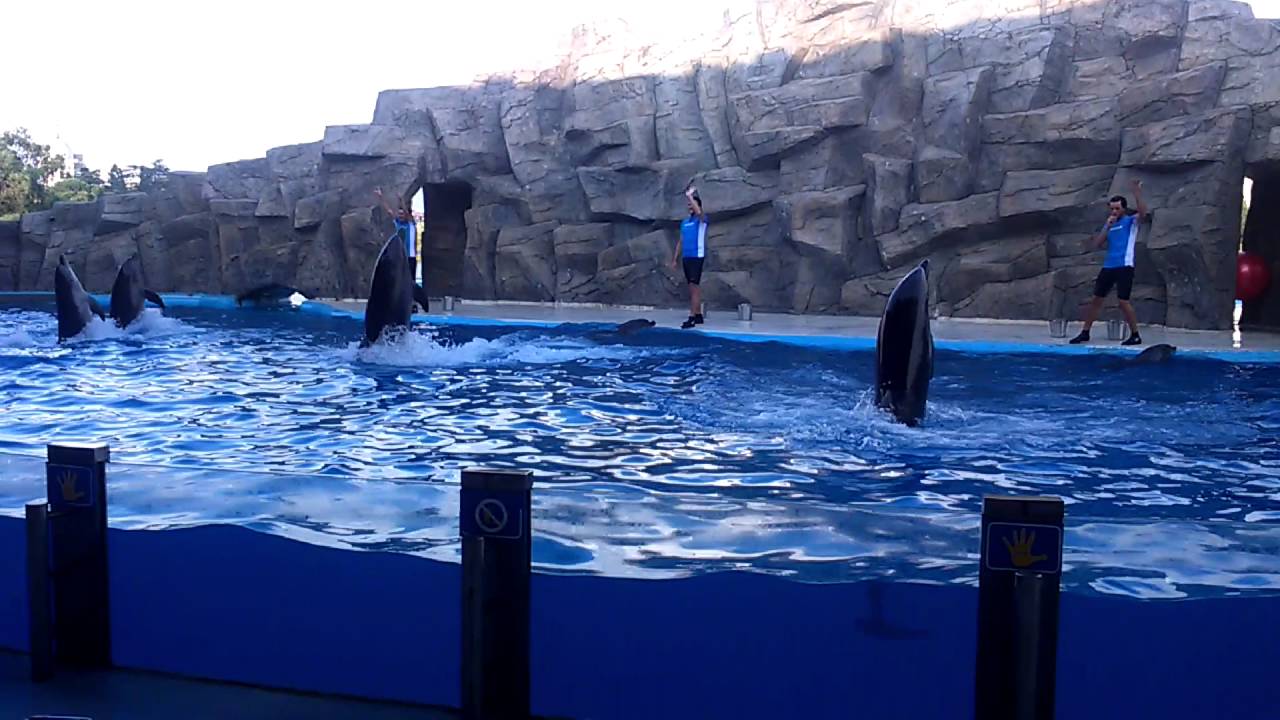 Dolphinarium (Batumi, Georgia) - YouTube