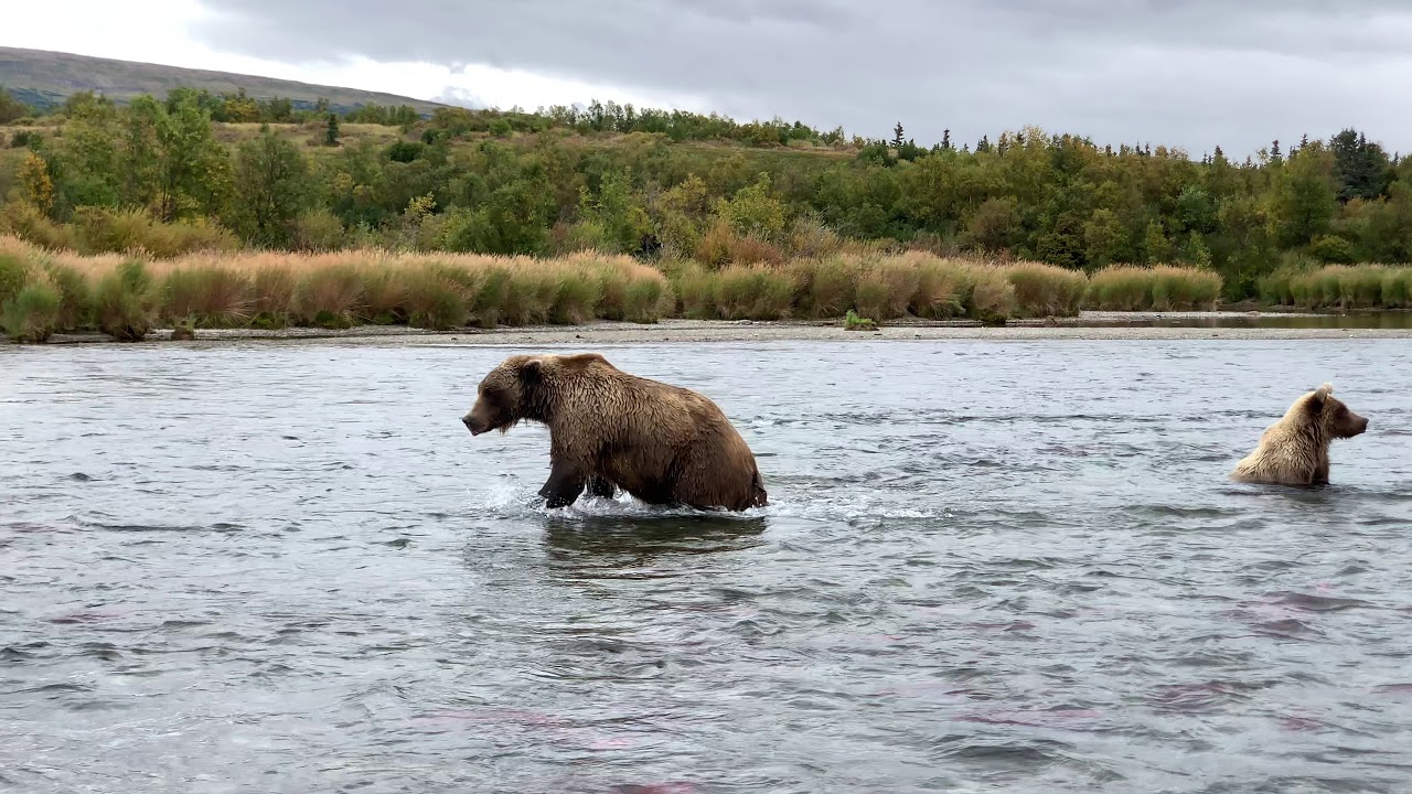 Fly Fishing Next to Alaskan Brown Bears - YouTube
