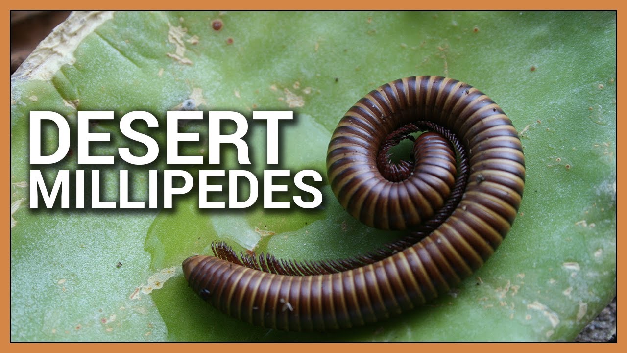 Desert Millipede Set Up & Research - YouTube