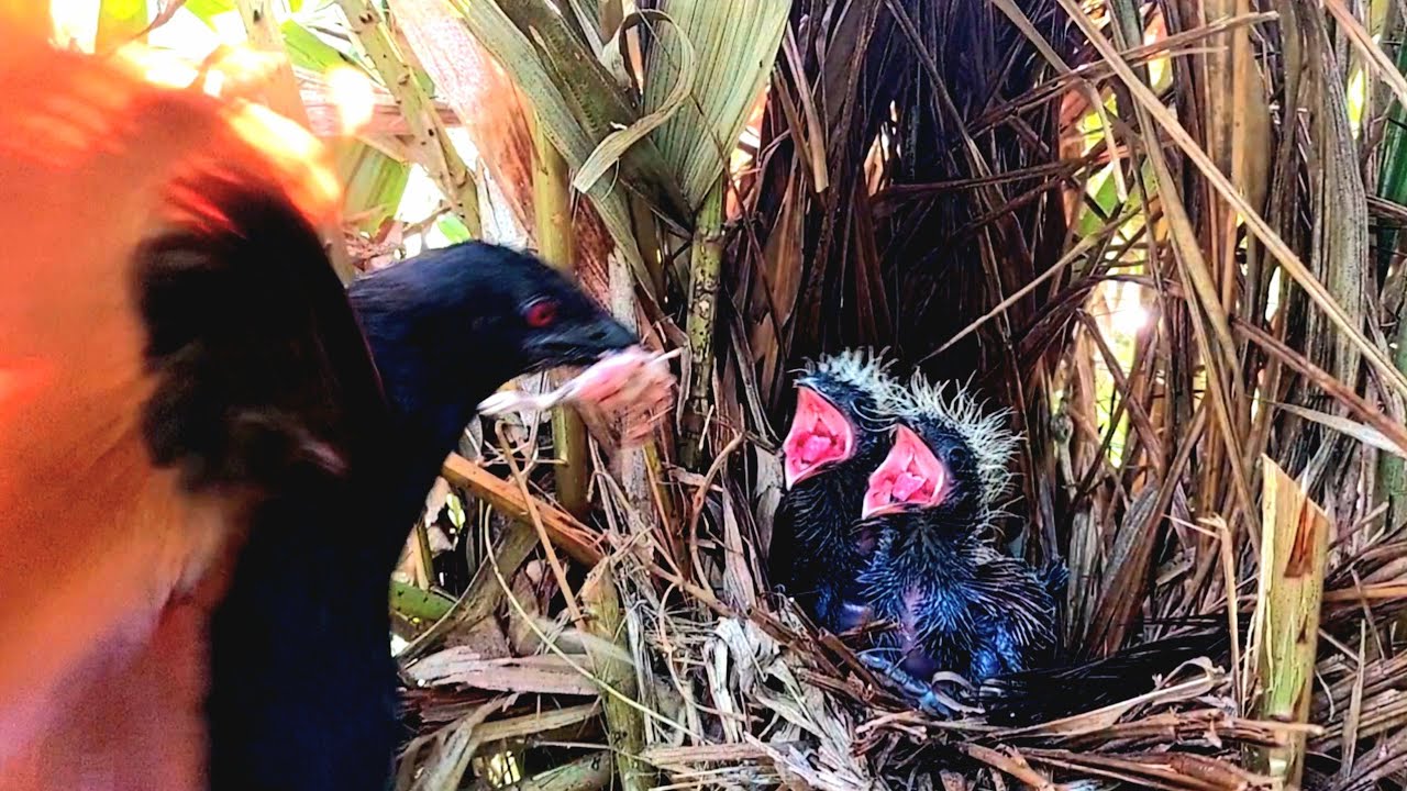 burung bubut ngasih makan sambil terbang - YouTube