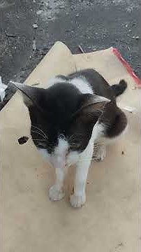 Anak kucing kurus kurang makan - YouTube