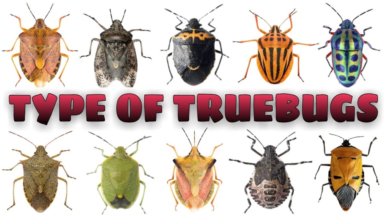 TRUEBUG | Type of truebug | Learning name and picture of truebugs species | Kids life tv - YouTube