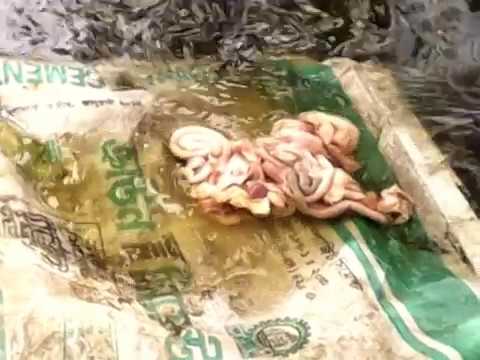 The Pond Monster Catfish eating food like Shark.