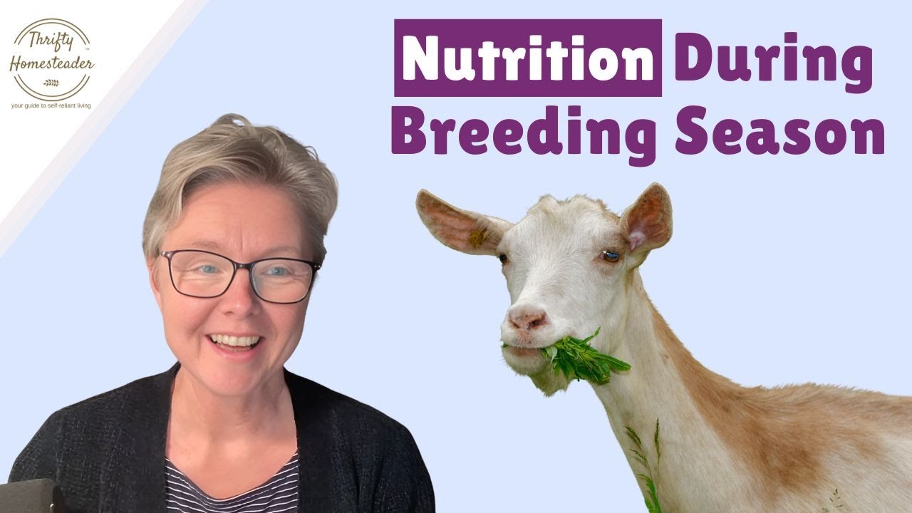 Better Goat Nutrition for Breeding Season - YouTube