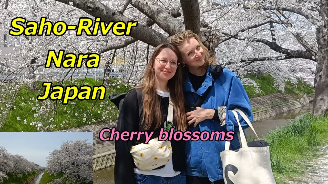 Cherry blossoms are in bloom Saho-River Nara Japan - YouTube