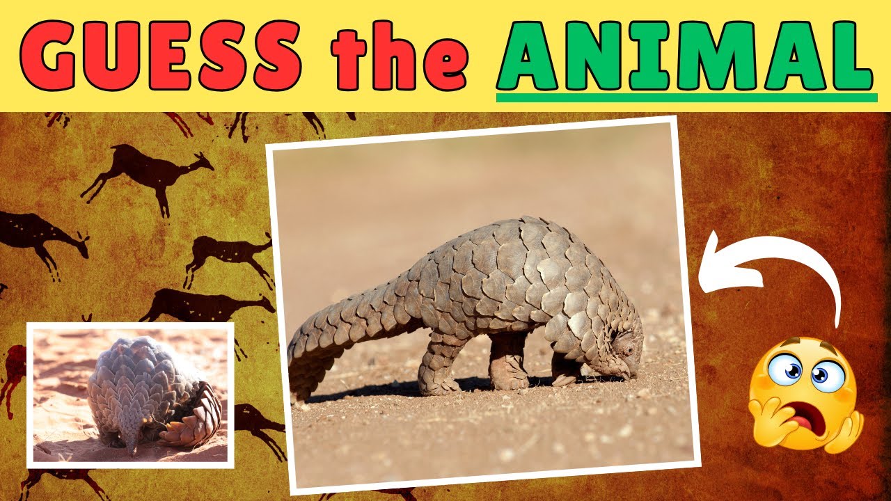 Guess the ANIMAL challenge in 5 seconds😲😃 - YouTube