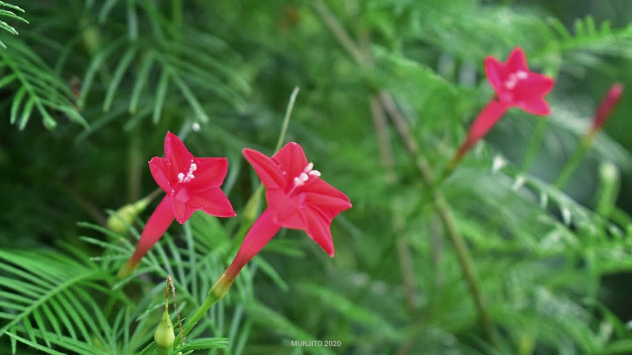 Bunga songgo langit mekar / rincik bumi / cypress vine / hummingbird ...