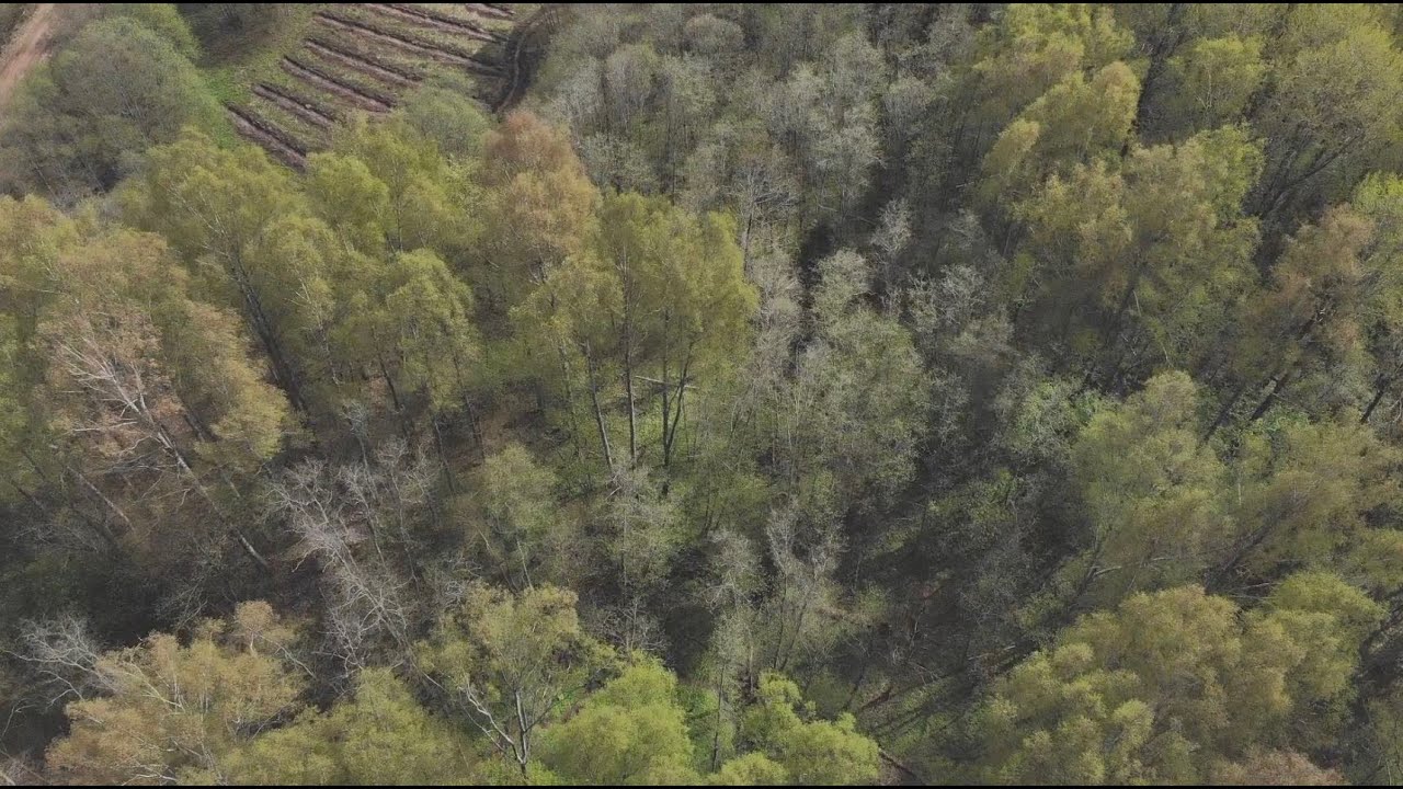 Smart Engines Planted an Oak Forest and Achieved Carbon Neutrality ...