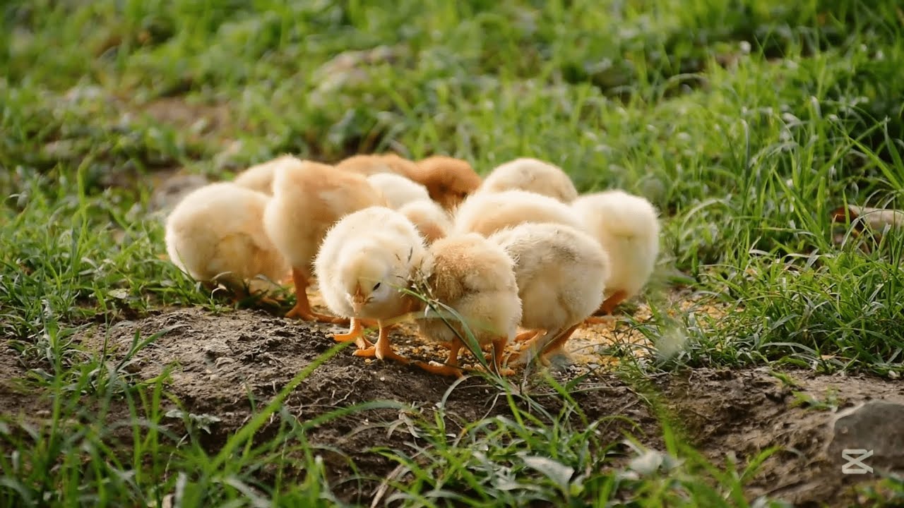 Total CHAOS on Jason’s Farm! 🐐 Goat Stuck & Animal #farmlife - YouTube