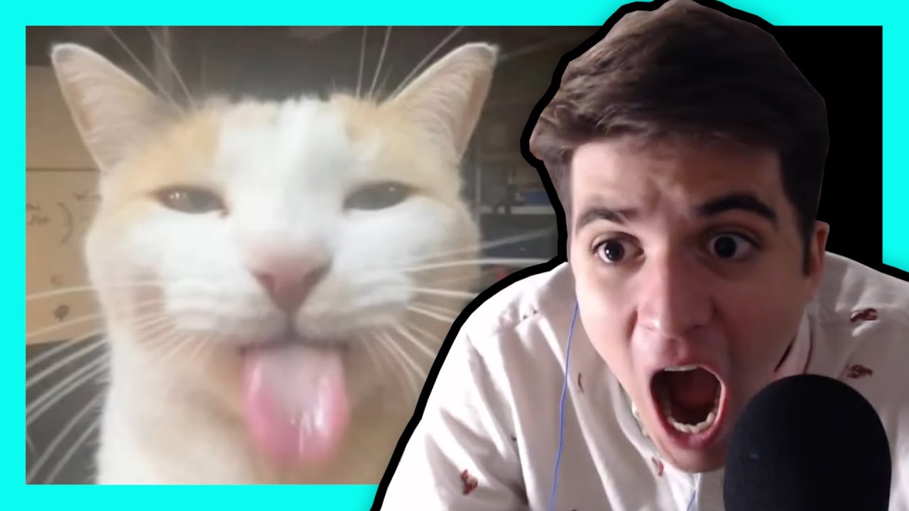 Brad Reacts to "I Voiceovered 100 Cat Memes" - YouTube