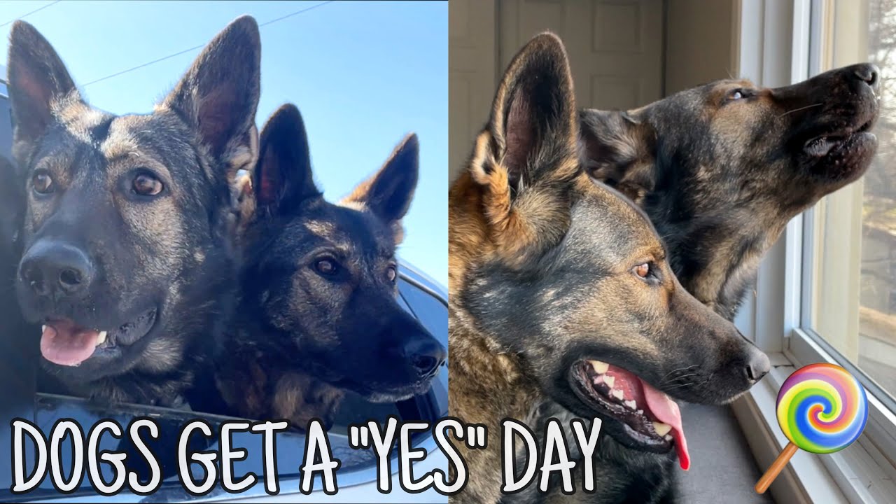 Giving My German Shepherds A YES DAY! - YouTube