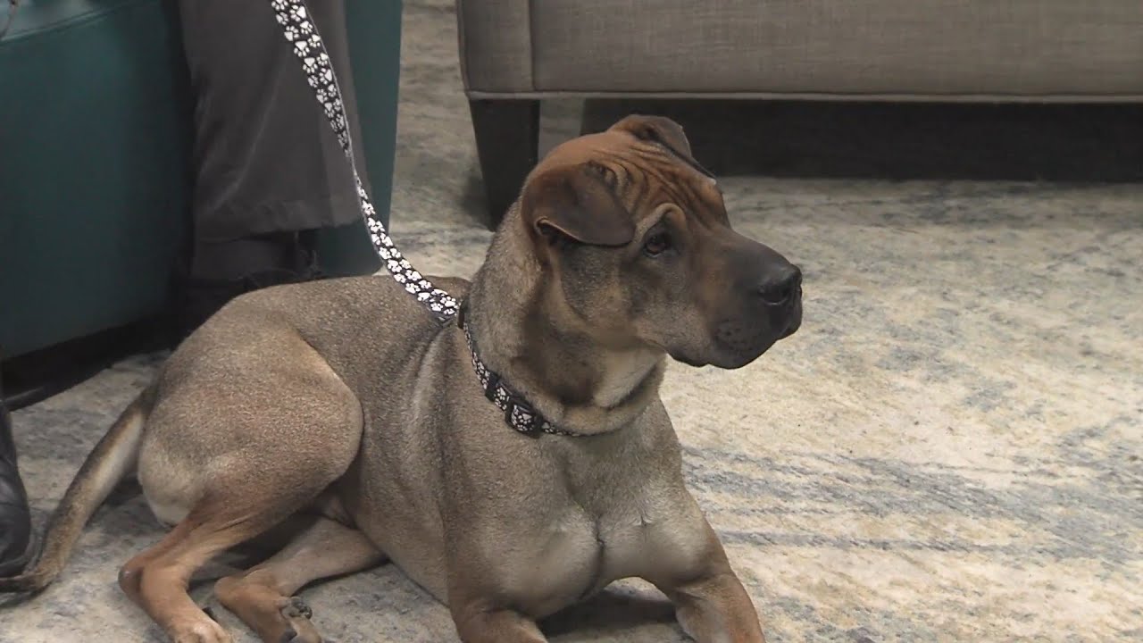 Visit Pet of the Week, Bronto at the Everyday Adoption Center - YouTube