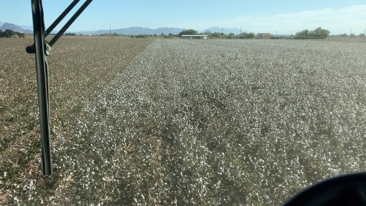Exploring Arizona's cotton industry - YouTube