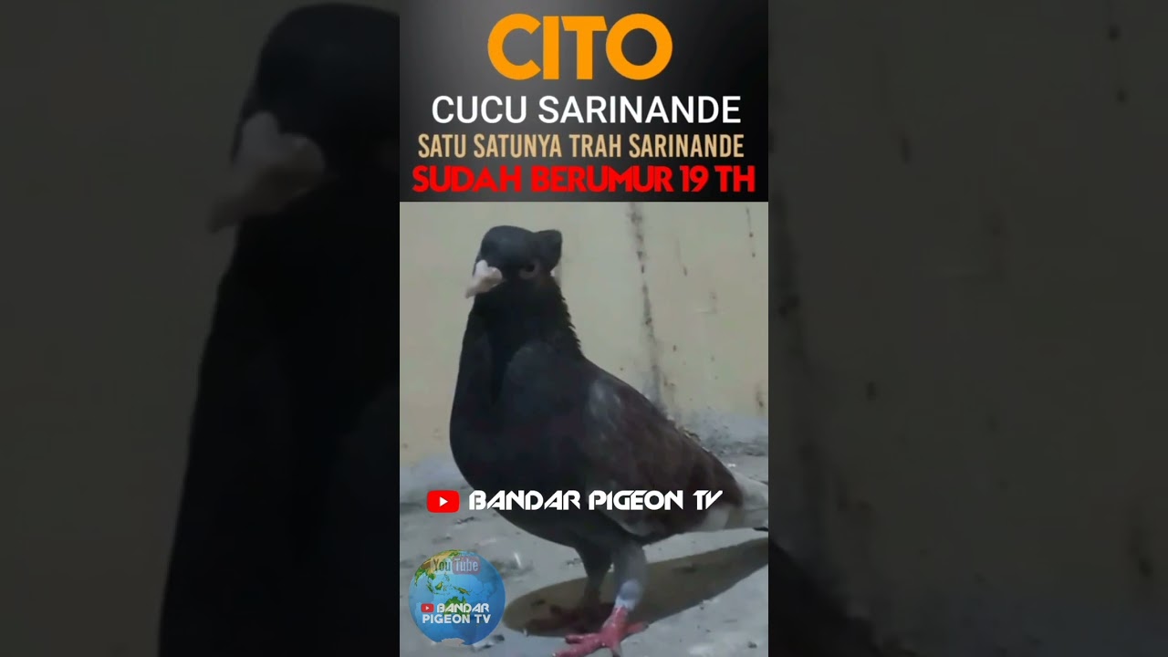 CITO CUCU SARINANDE UMUR 19 TH//MERPATI KOLONG//MERPATI LOVERS//NEW ...