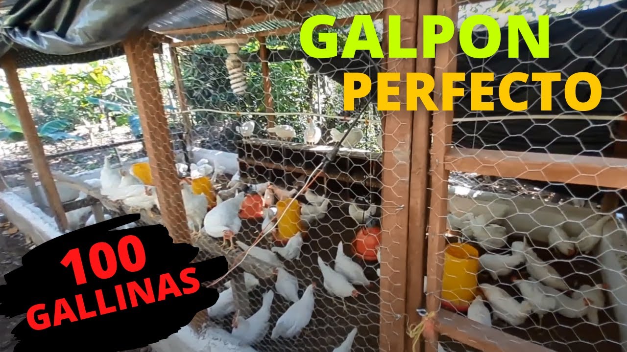 Como hacer un GALPON casero para Gallinas y Pollos de engorde FÁCIL ...