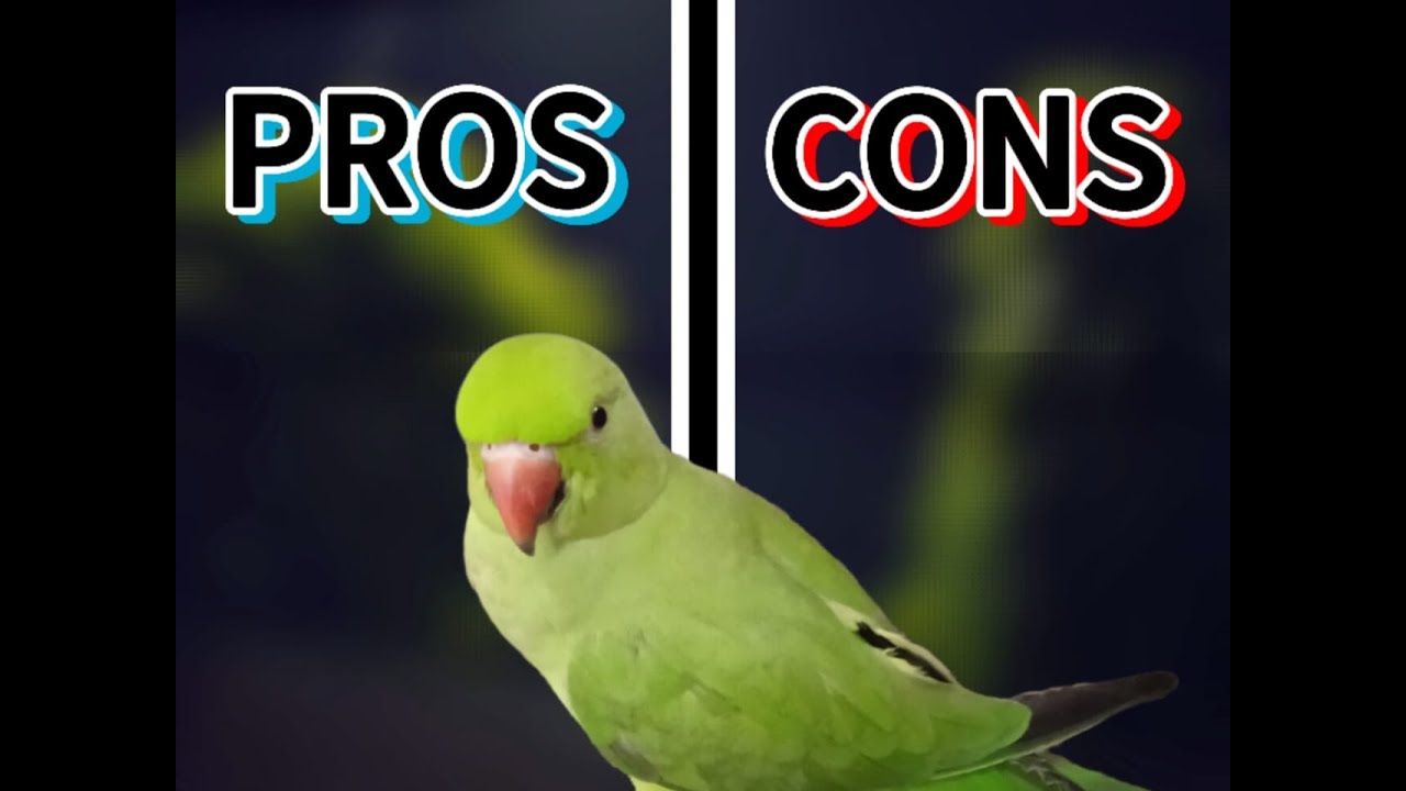The Pros and Cons of Owning a Parrot - YouTube