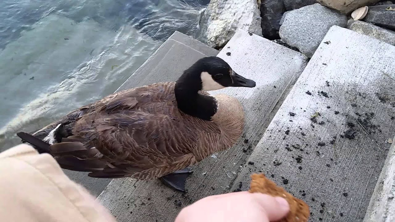 Goose Wants Bread - YouTube