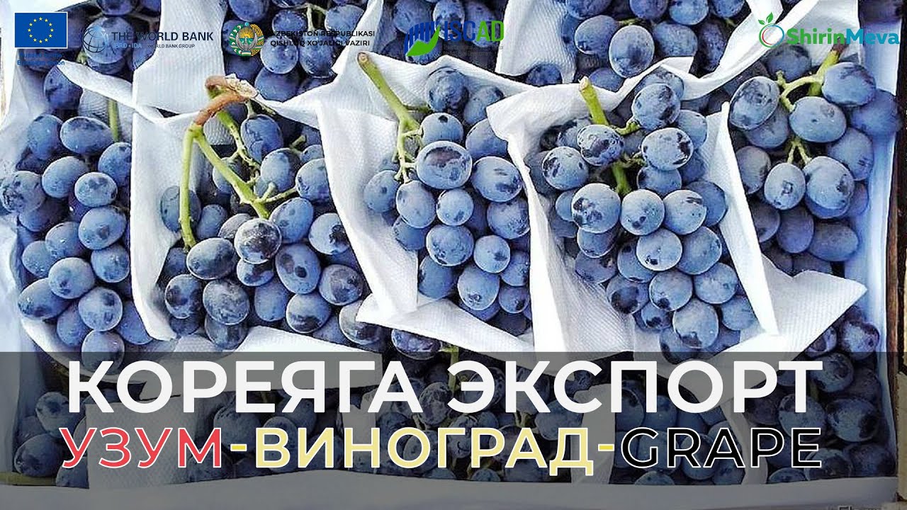Узум – Uzum – Виноград - Grape - YouTube
