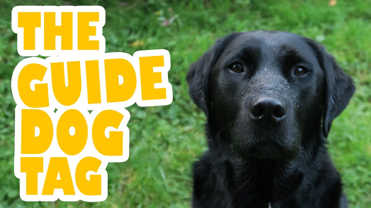 The Guide Dog Tag! | Lucy Edwards - YouTube